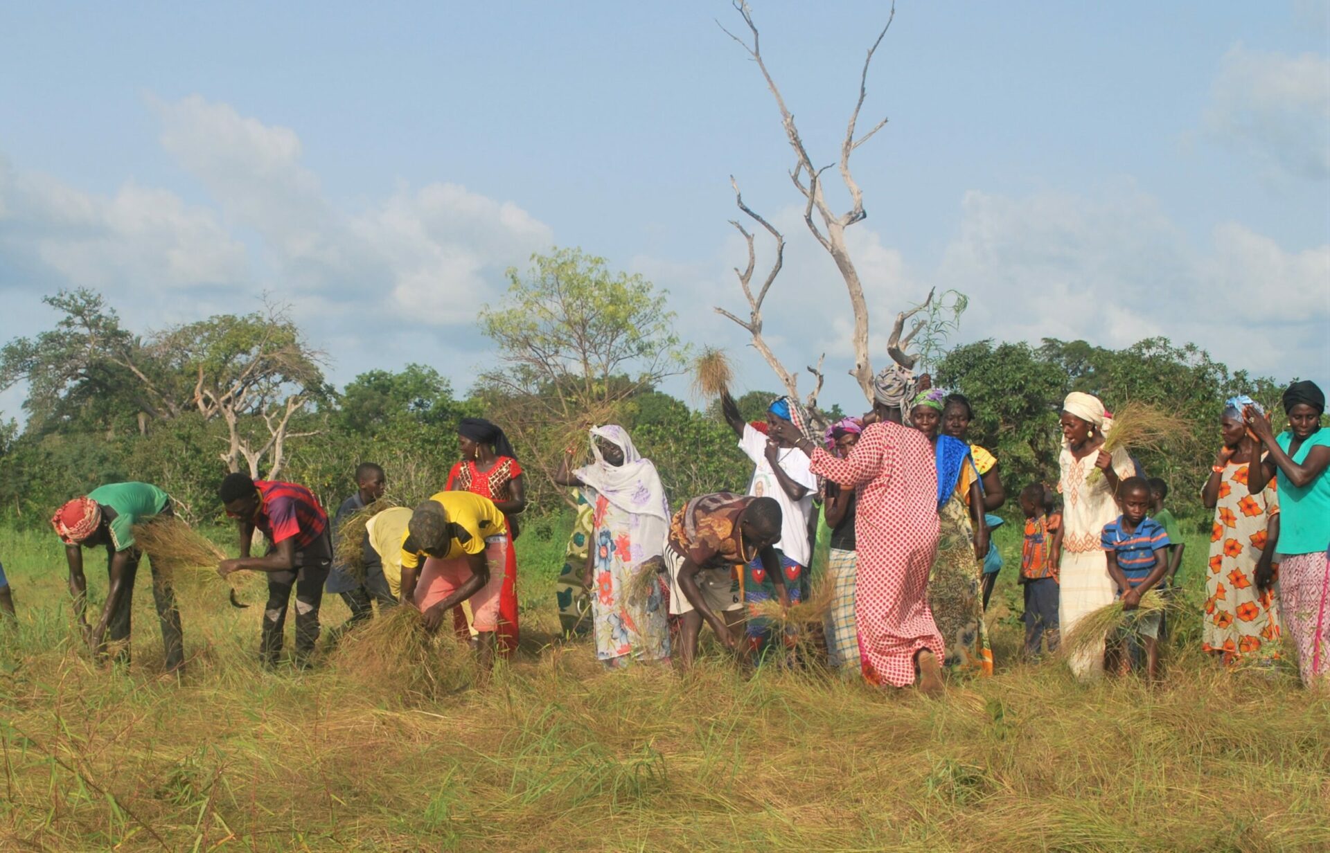 Sénégal - Djigui Fonio - Africa Days